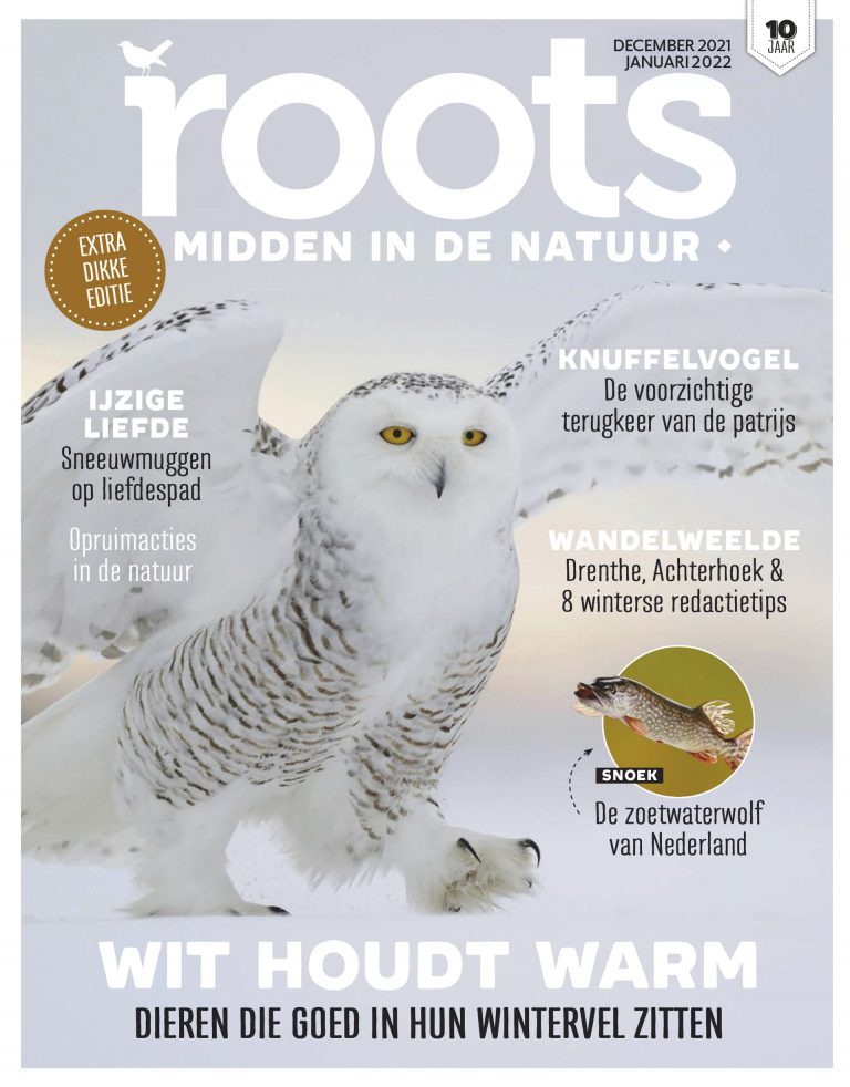 Roots magazine