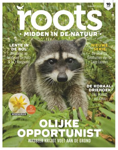 Roots magazine