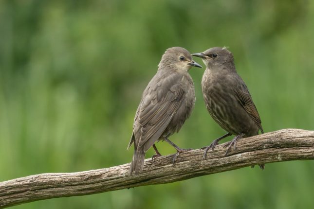 Is dit nou een haas of een konijn, wat zien we op de foto?