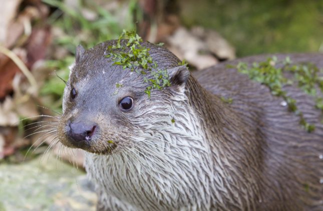 Na 50 jaar is de otter weer terug in Amsterdam | Roots