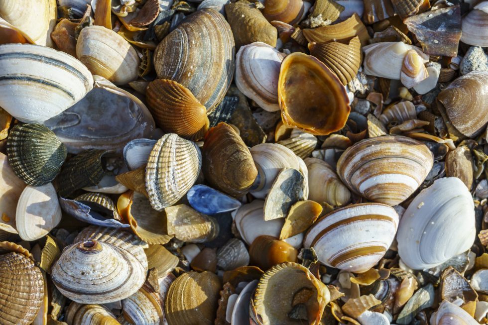 Schelpen: de schoonheid van een snotterig weekdier