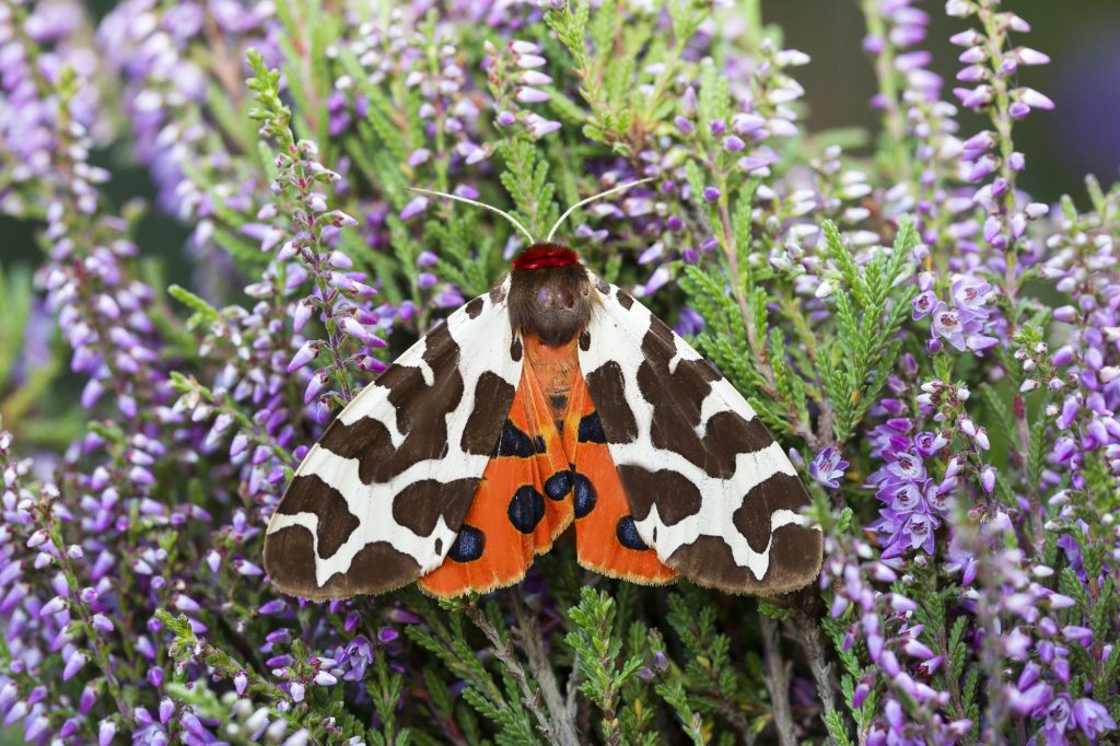 Nu te zien en te vinden: bijzonder kleurrijke rupsen
