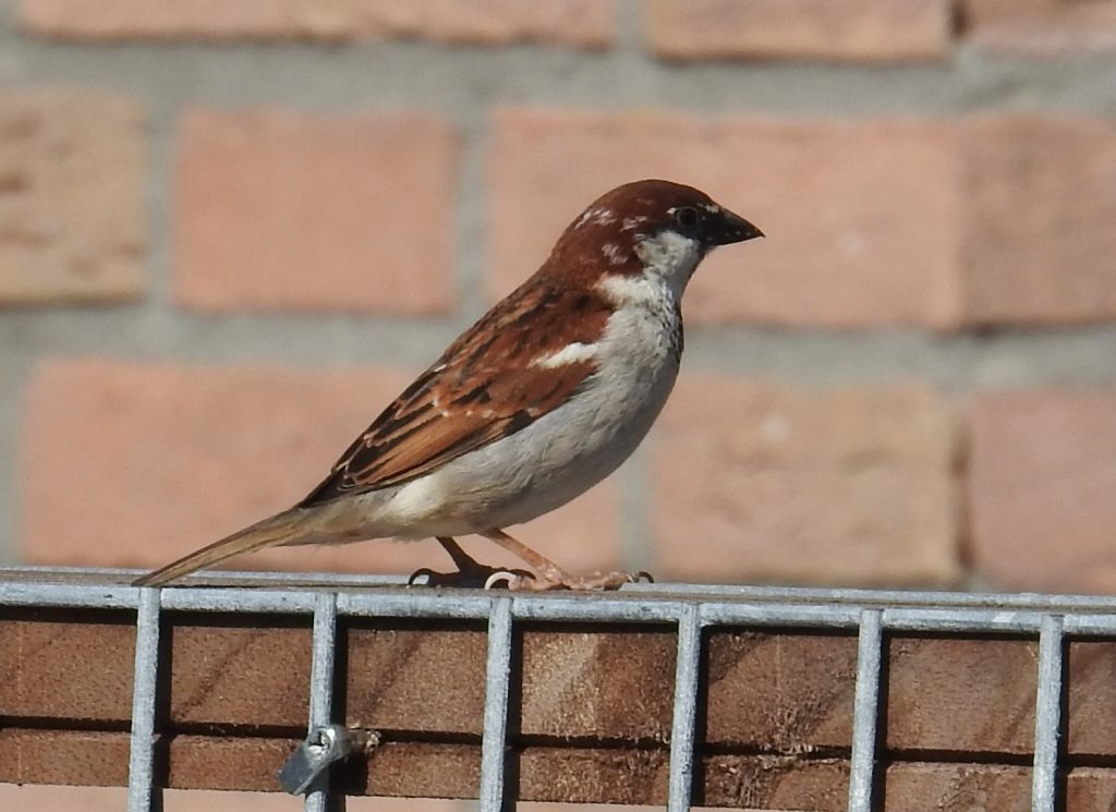 Op de Veluwe huist momenteel een bijzondere mus: een Italiaanse
