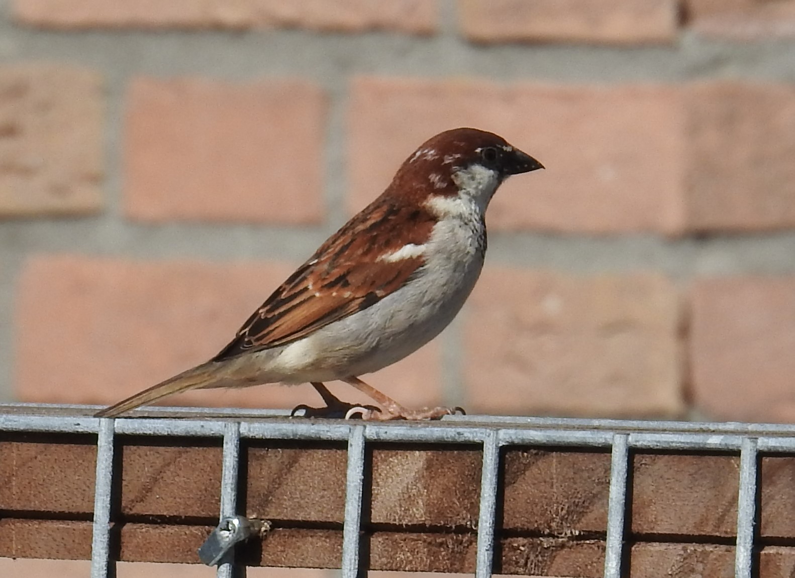 Op de Veluwe huist momenteel een bijzondere mus: een Italiaanse