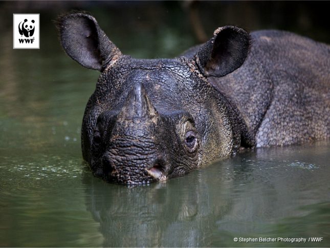 Zeldzame en majestueuze rouwmantel duikt op in Schoorl