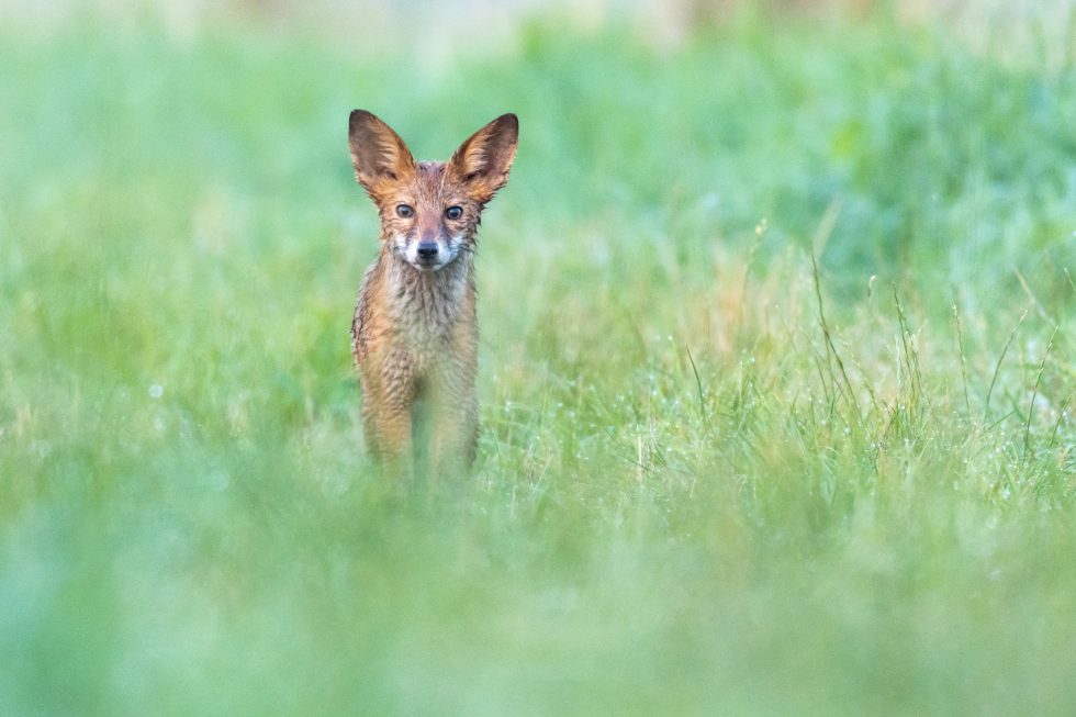 Een jonge vos in het vroege ochtendlicht - roots foto van de week