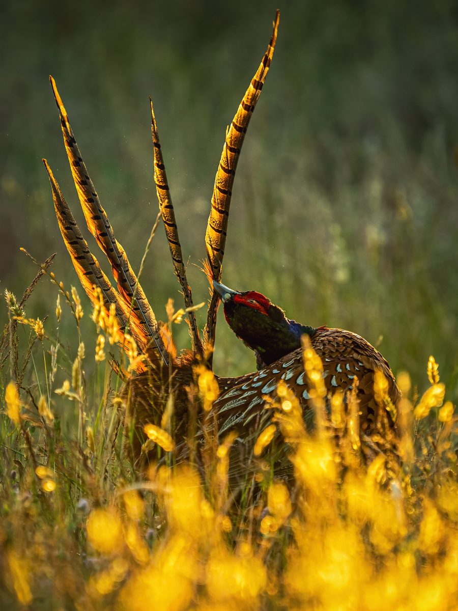 Híer kun je de fazant (en de jongen) in het voorjaar zien | Roots magazine