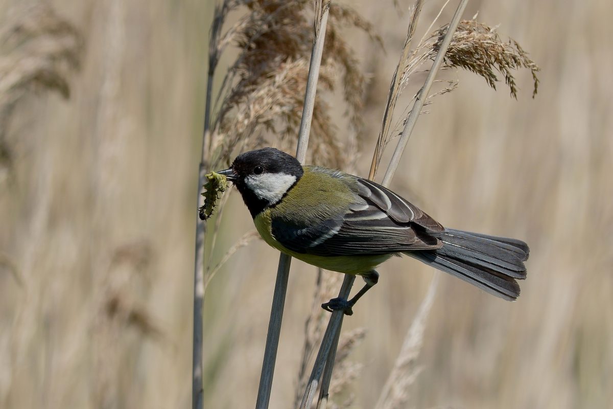 Gezondheid eiken bepaalt broedtiming en -succes van koolmezen