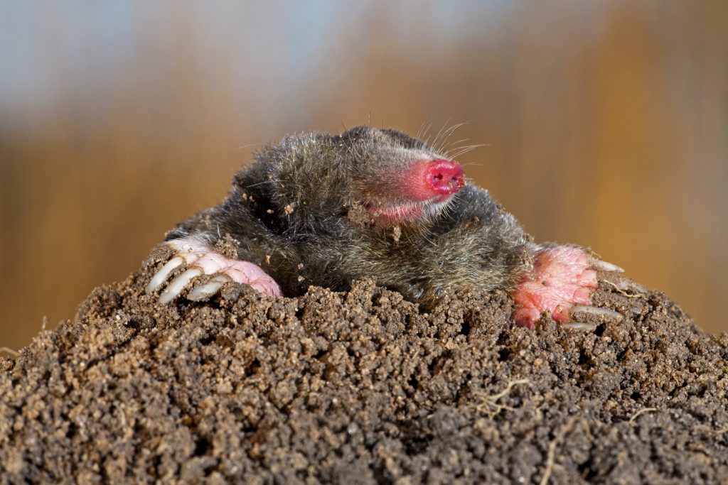 Mollen tellen is een groot succes en er zijn ruim 50.000 molshopen geteld