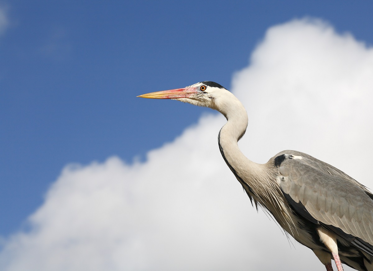 Een blauwe reiger met een 'bad hair day'