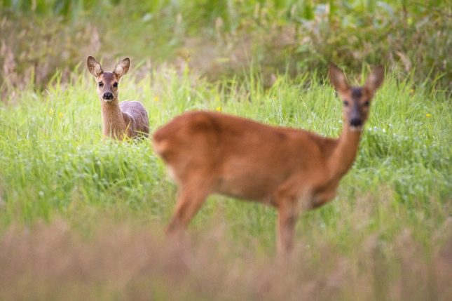 Deel het verhaal achter jouw mooiste ree-ontmoeting met Roots