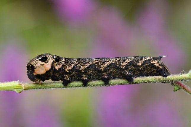 Nu te zien en te vinden: bijzonder kleurrijke rupsen
