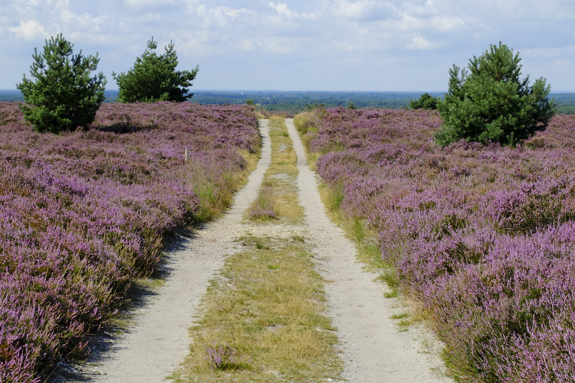 Wandelblog: hemel en hel op De Sallandse Heuvelrug