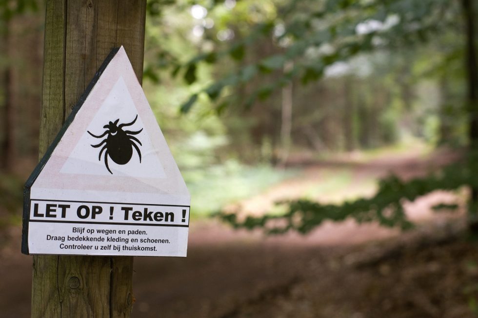 Opgelet: het is de Week van de Teek - rootsmagazine.nl