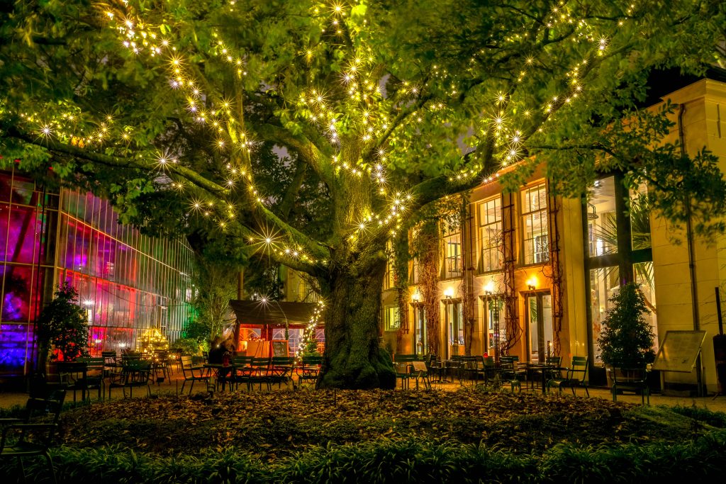 Hortus Amsterdam: feeërieke kerstsfeer & wonderlijke schimmels