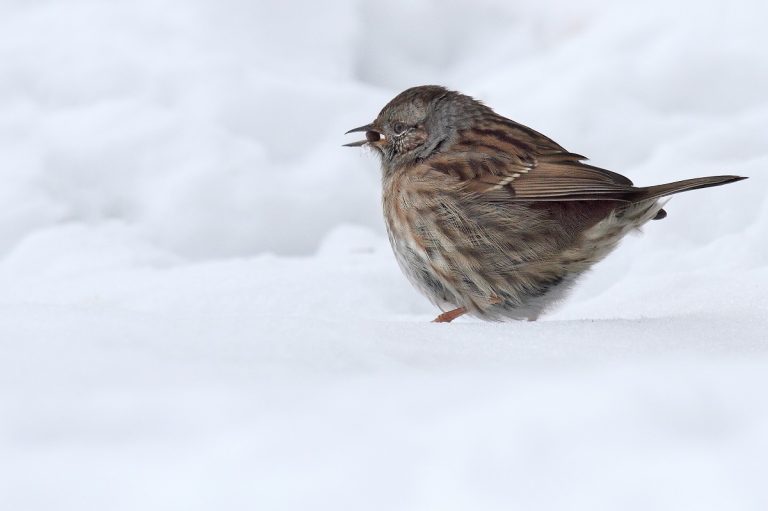 Is een heggenmus eigenlijk een mus? - rootsmagazine.nl