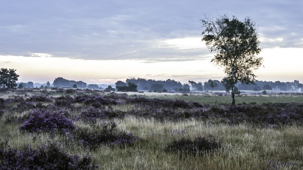 Nieuwe route: zomerwandelen over de Strabrechtse Heide