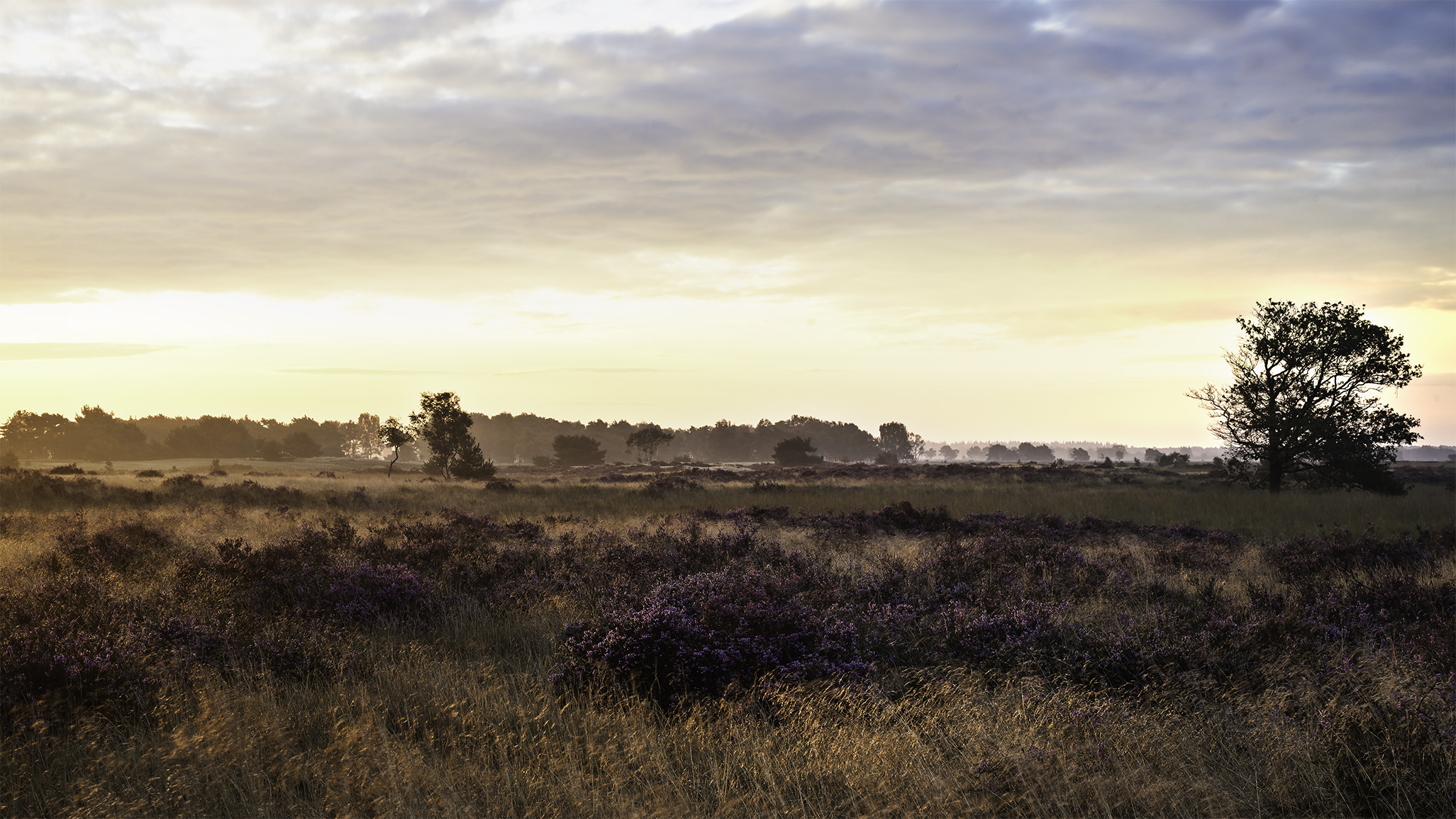 De Strabrechtse heide - Roots magazine