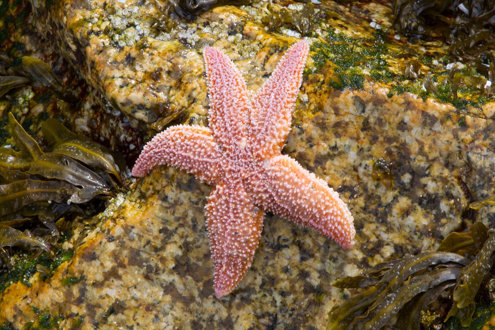 Wat een vraag: kunnen jonge zeesterren goed zwemmen?