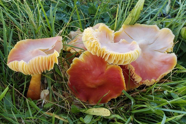 De gigantische reuzenzwam is in feite een reuzendoder