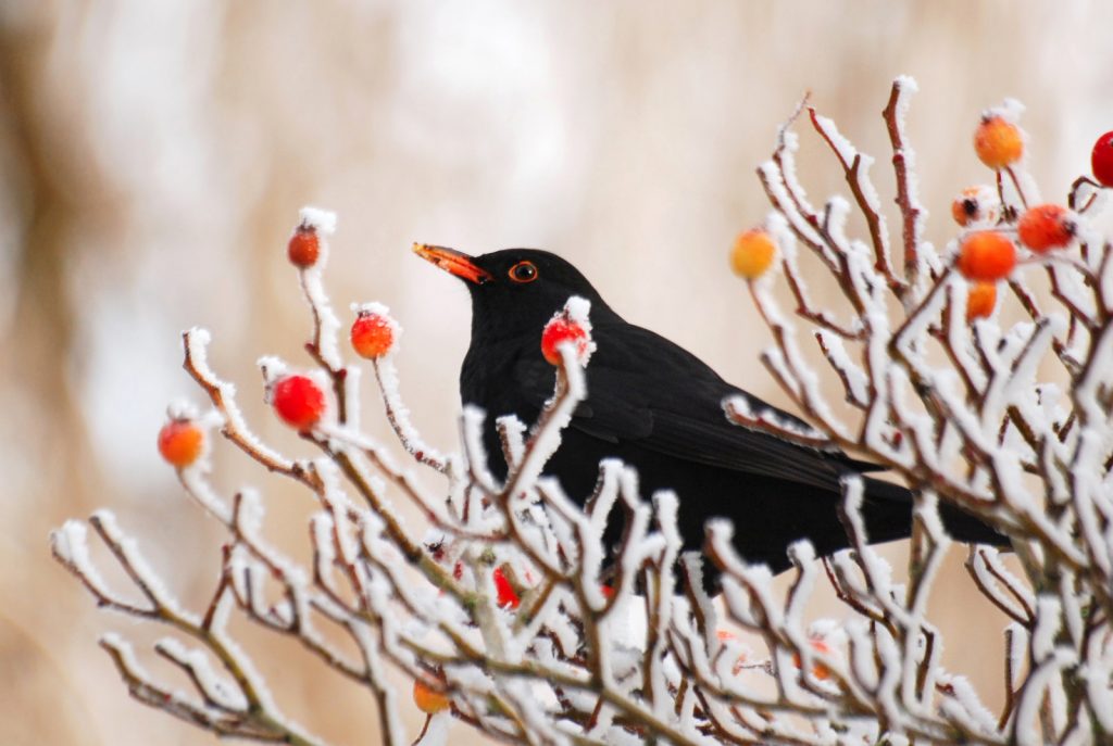 Wat een vraag: komt de merel in alle werelddelen voor?