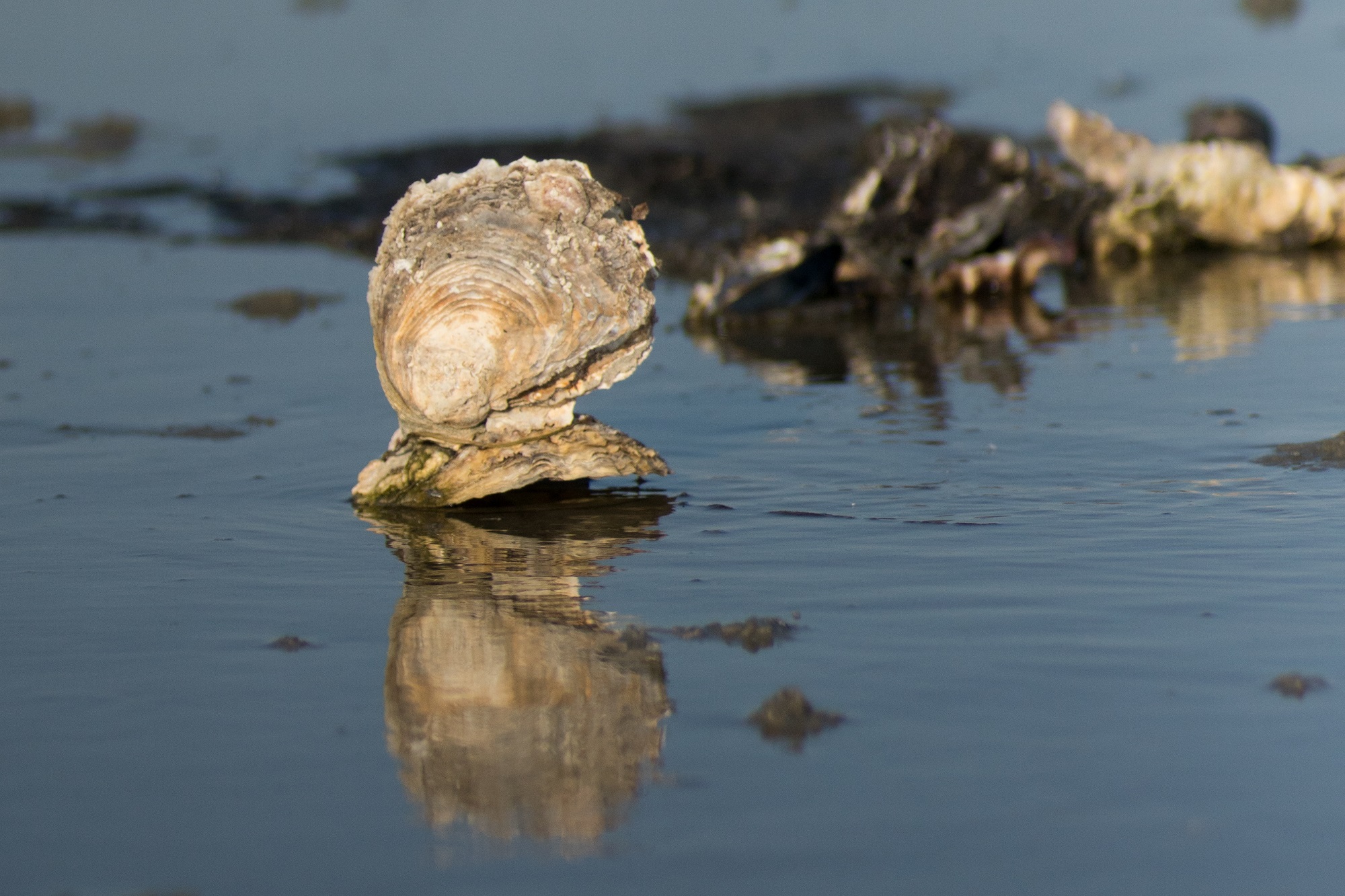 Wat een vraag: waarom maken sommige oesters parels?