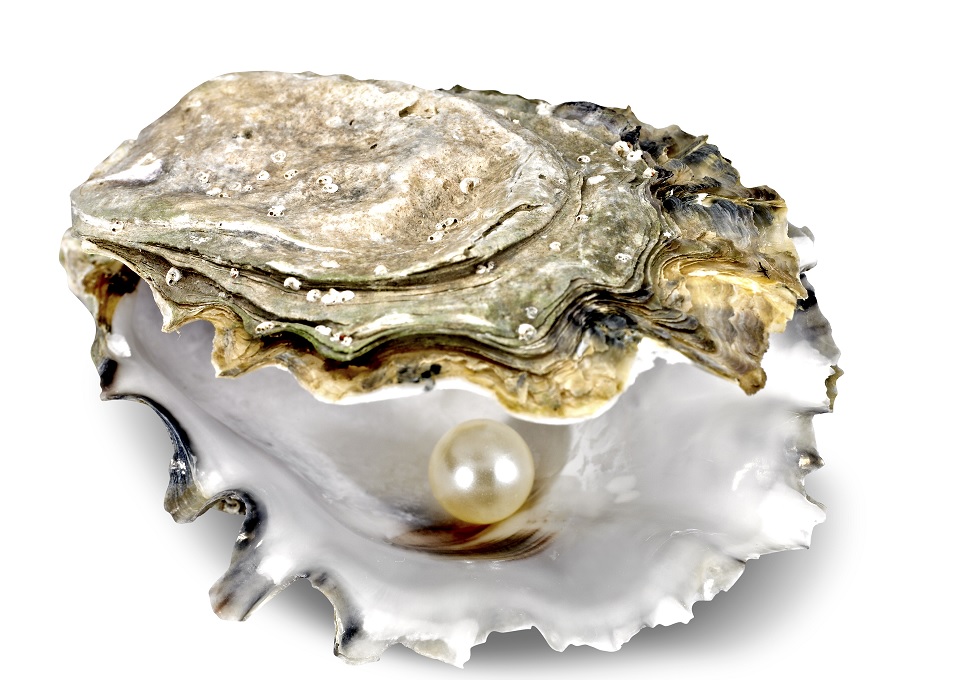 Wat een vraag: waarom maken sommige oesters parels?