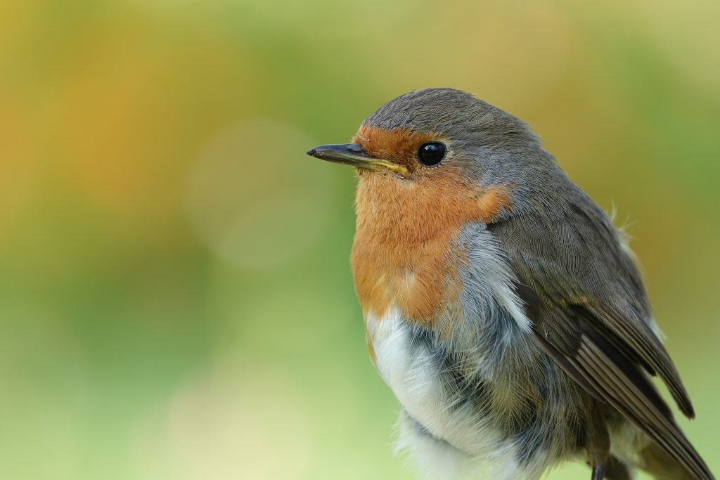 Een roodborstje in close-up - Foto van de Week, rootsmagazine.nl