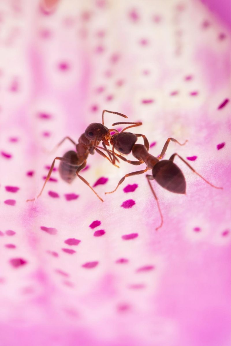 Nederlands eerste mierenreservaat De Heide | Roots magazine