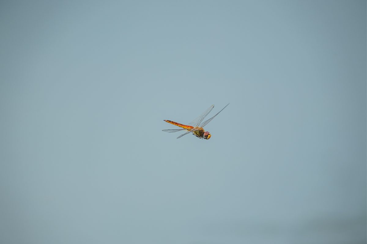 De libel in 7 wonderlijke weetjes | Roots magazine