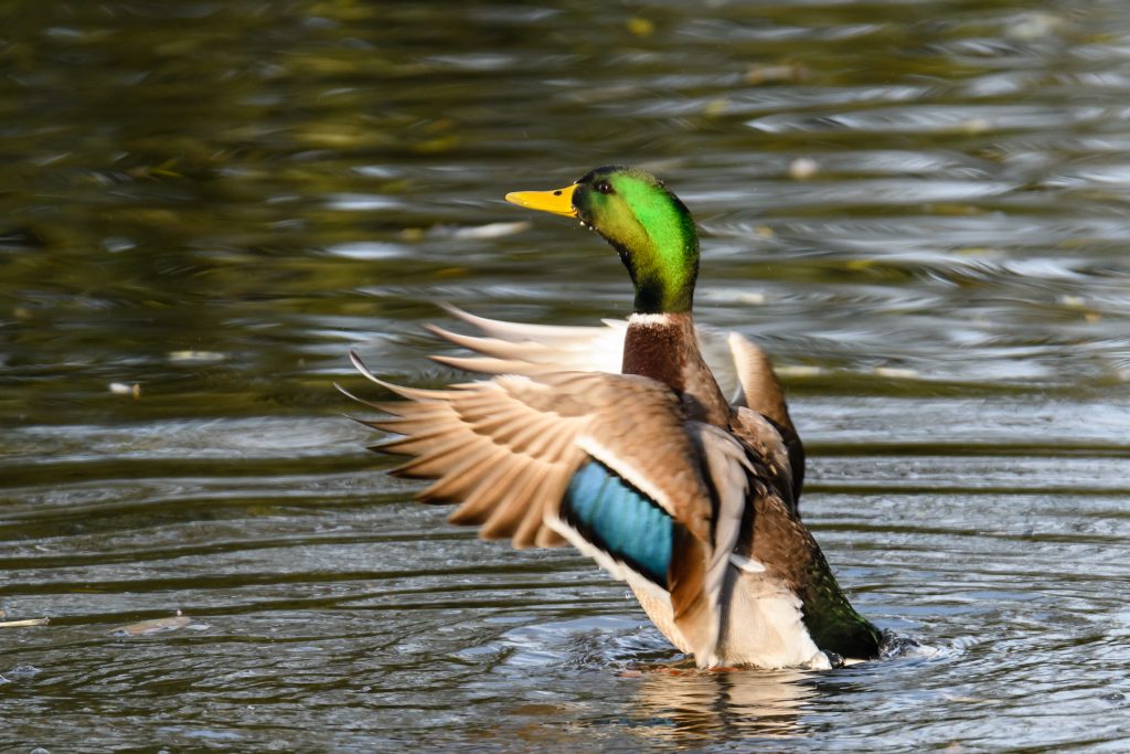 Hierom zwemmen jonge eendjes in een sliert achter mama eend aan