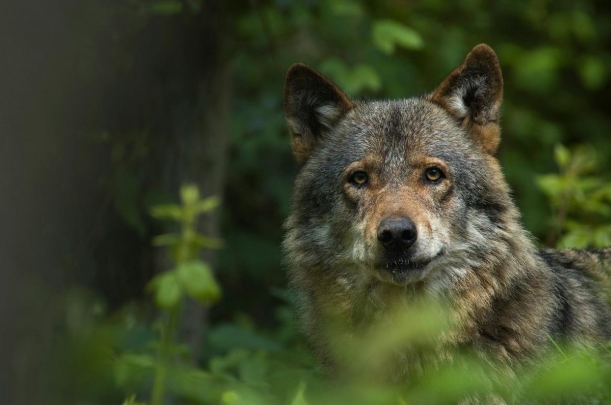 Speuren naar wolven op de Veluwe - met een wolvendeskundige | Roots
