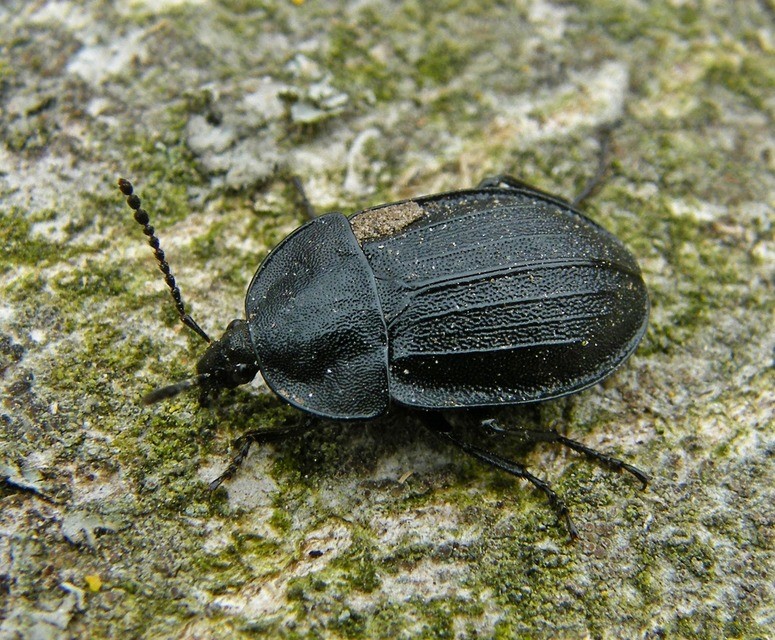 Az év rovara 2023 – Magyar Rovartani Társaság