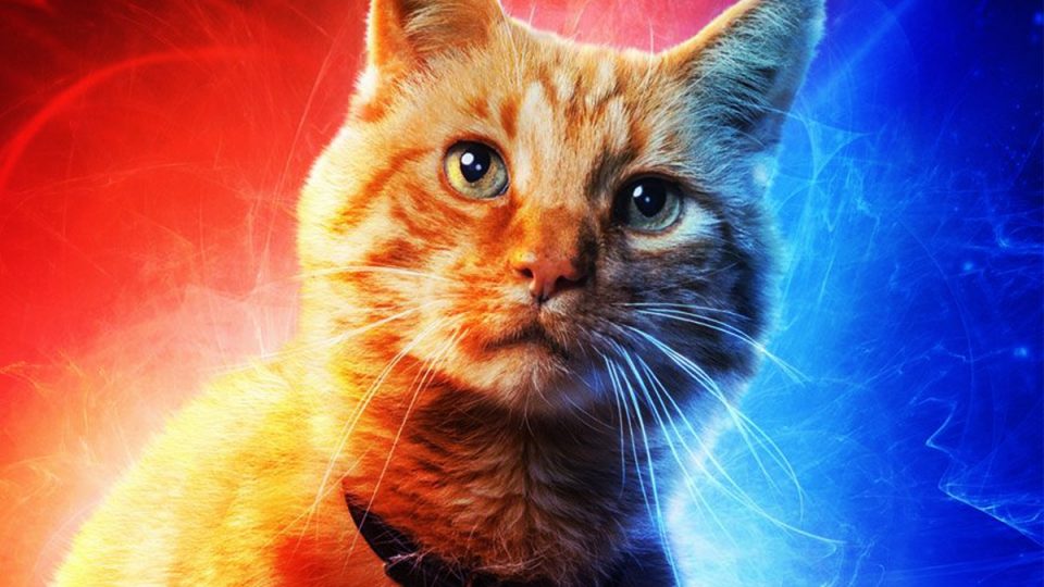 Captain Marvels Katze: Wer sind die Flerken? | QUADRATAUGE