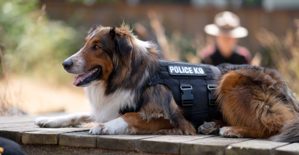 Rettungshund Ruby bei Netflix: Alles zu Start, Besetzung und Handlung