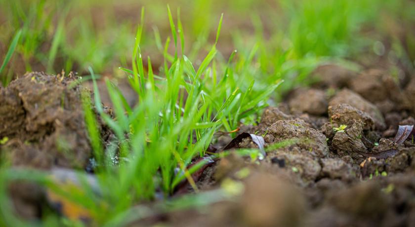 Landbouw- en milieuorganisaties protesteren tegen nieuwe ggo-wetgeving ...