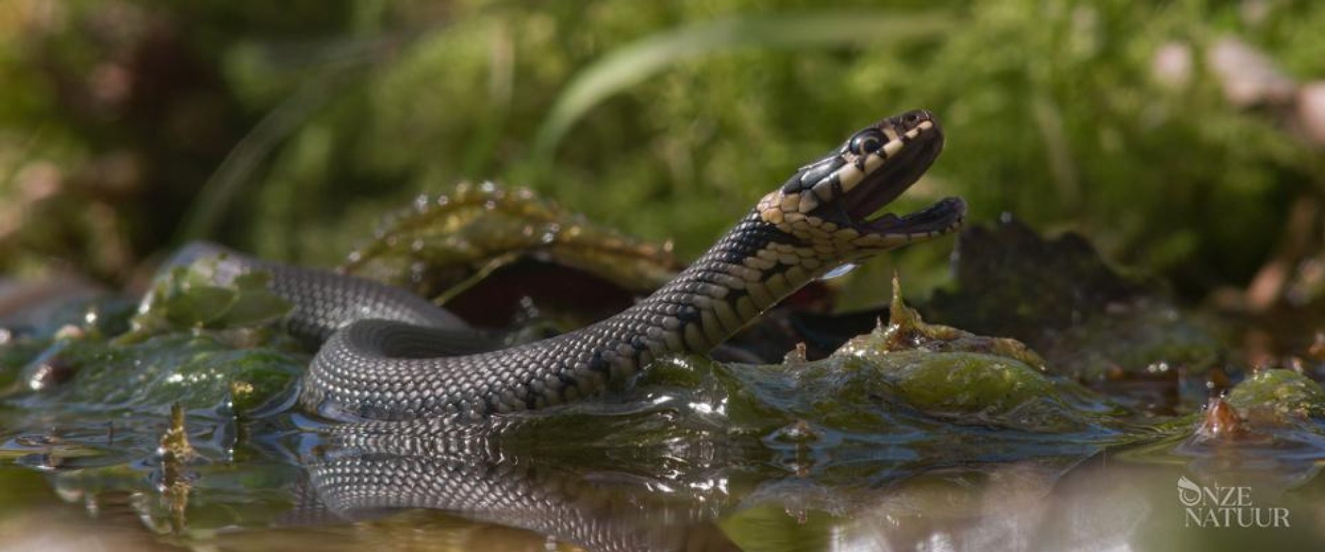 Onze Natuur, De Film - regie: Pim Niesten, Dick Harrewijn, Maria Lise ...