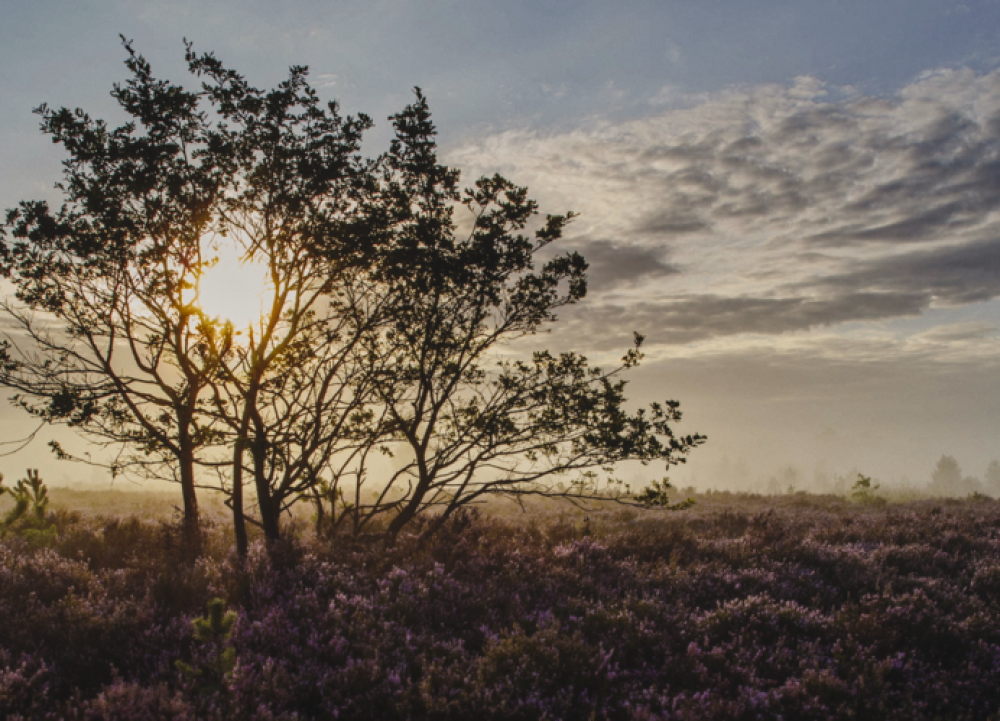 Onze Natuur, De Film - regie: Pim Niesten, Dick Harrewijn, Maria Lise ...